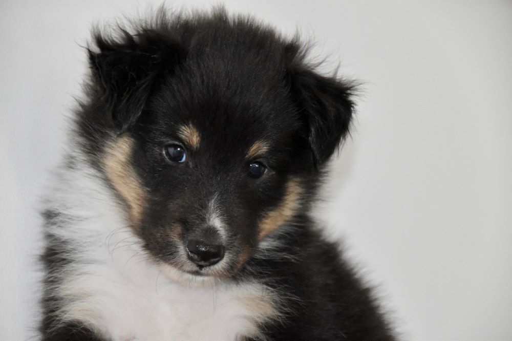 Sheltie – wszystko o rasie psów – Empire