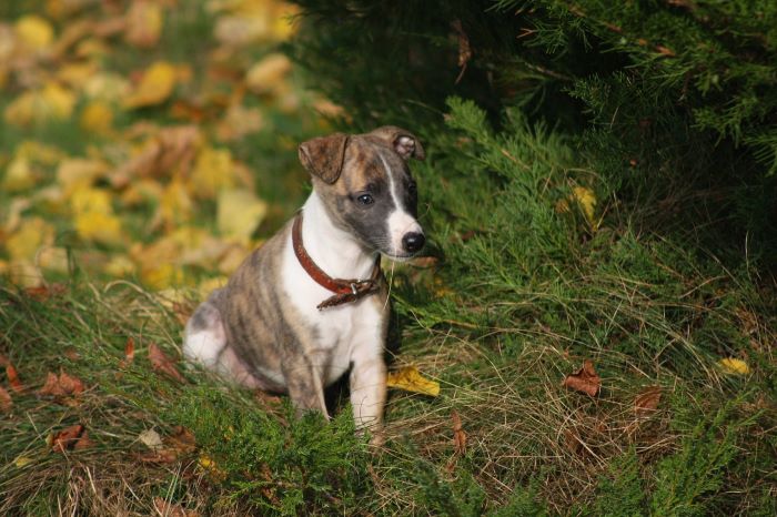 Whippet – wszystko o rasie psów – Empire